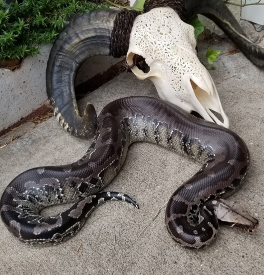 Chrome Dome Sumatrans Sumatran Short-Tailed Python by Bio Boutique