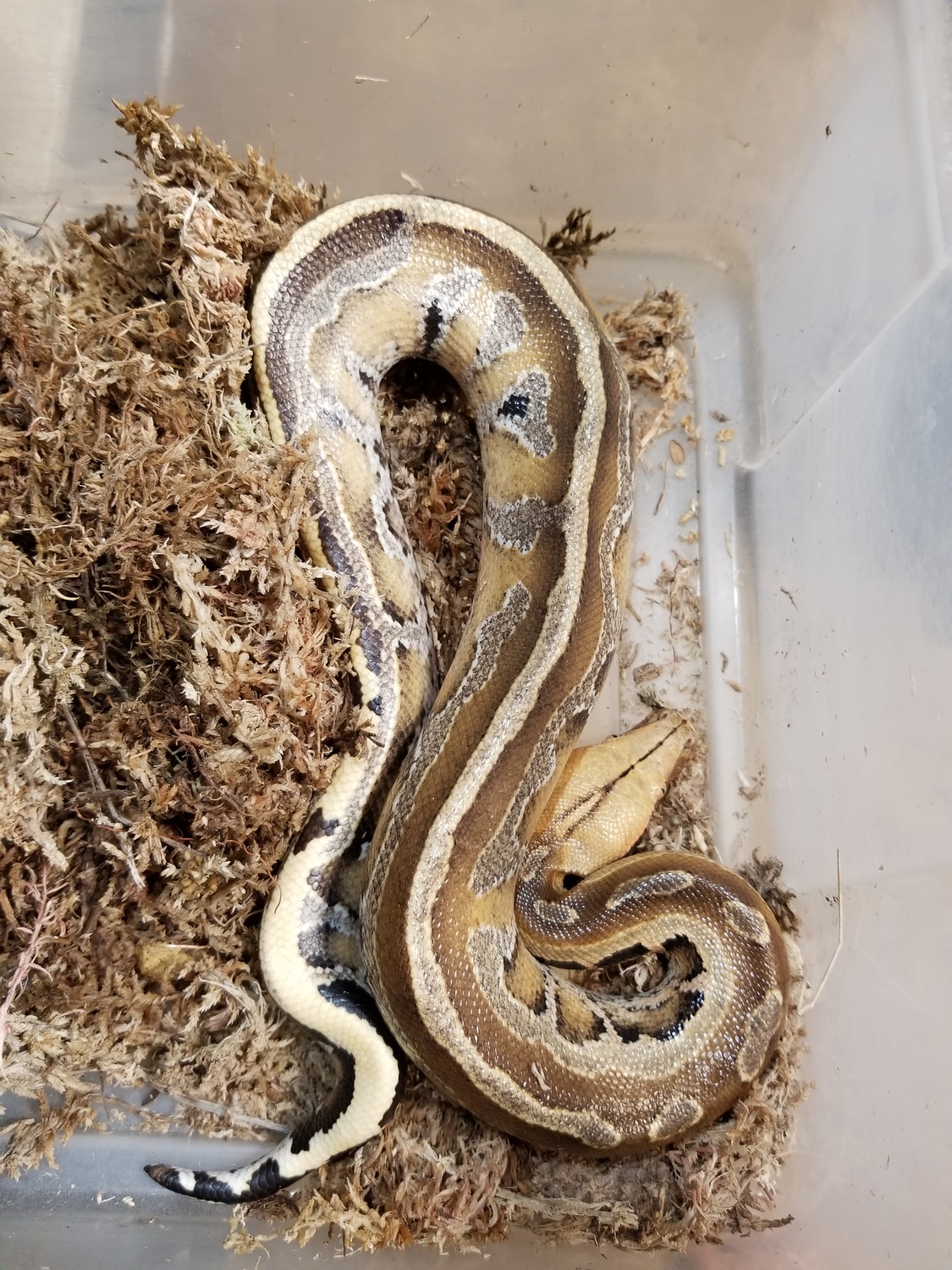 2018 Male Borneo Short-tailed Python by Bio Boutique - MorphMarket