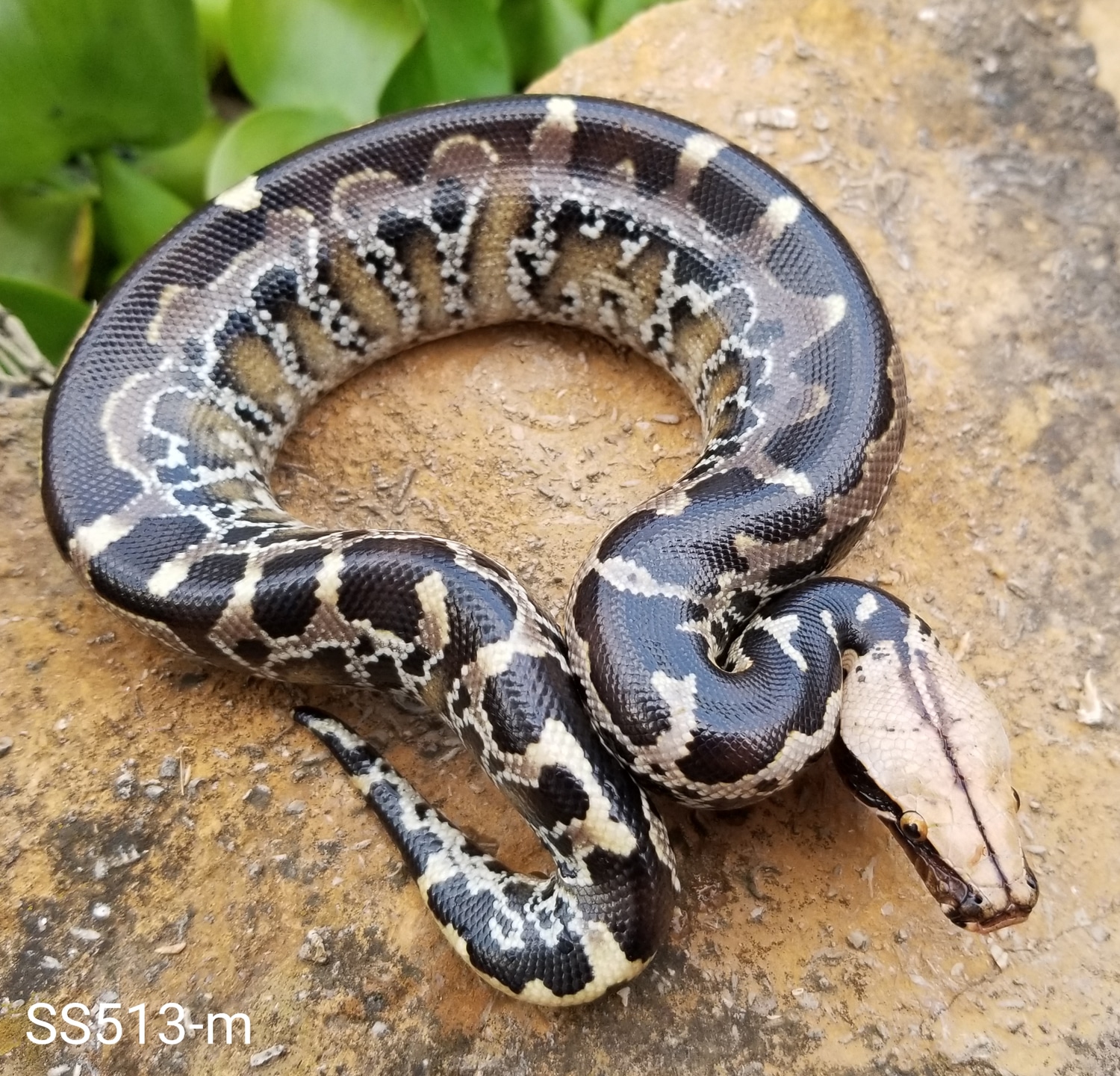 Chrome Dome Sumatran Short-tailed Python by Bio Boutique - MorphMarket