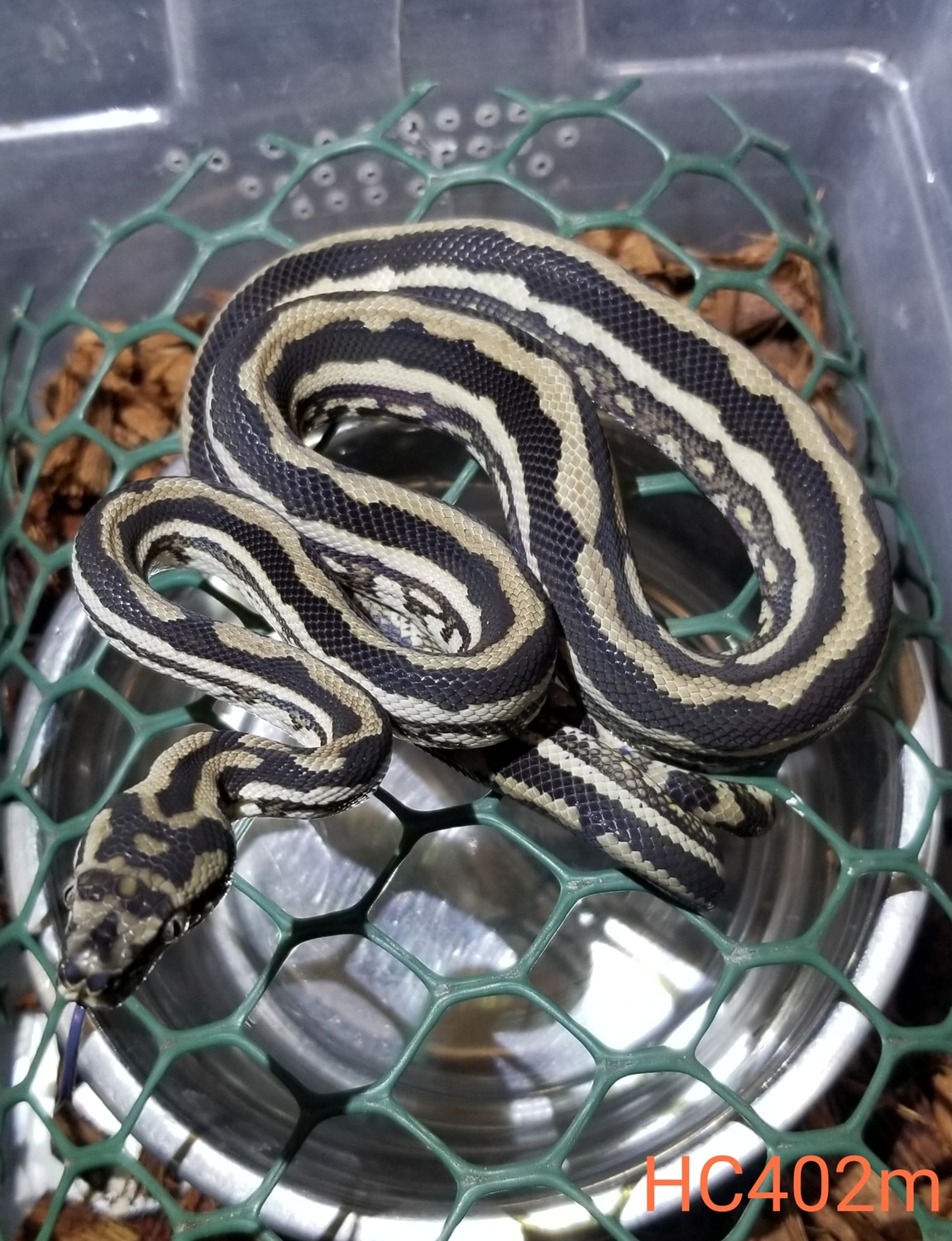 Tiger Carpet Python, Baylin/will Bird Lines Coastal Carpet Python by ...