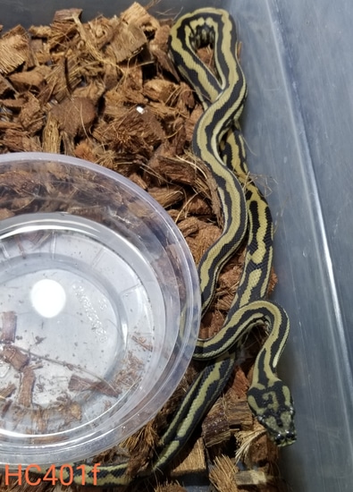 Tiger Carpet Python, Baylin/will Bird Lines Coastal Carpet Python by ...