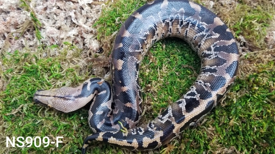 Selectively Bred Chrome Heads Sumatran Short-Tailed Python by Bio Boutique