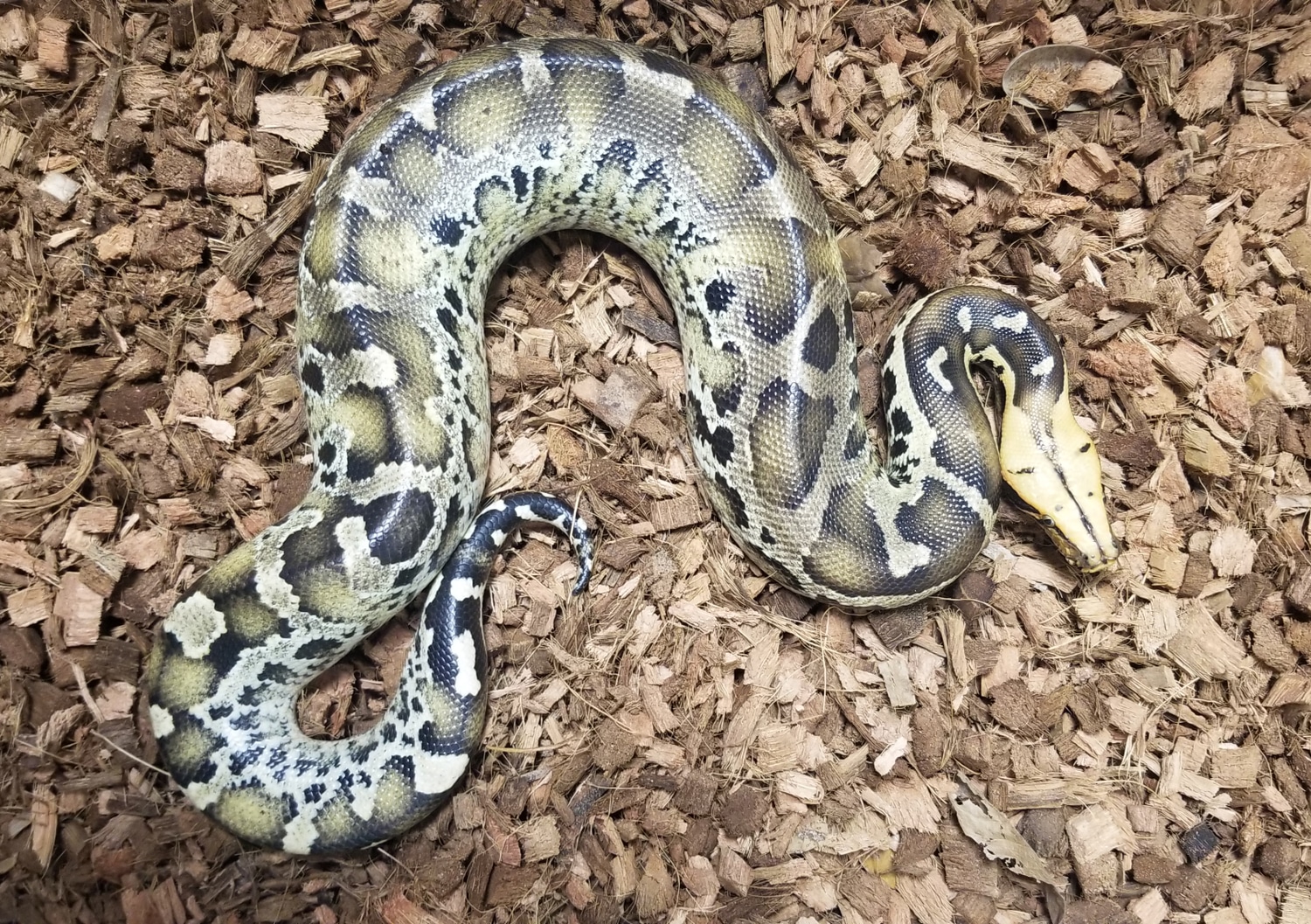 Pumpkin Head Sumatran Short-tailed Python by Bio Boutique - MorphMarket