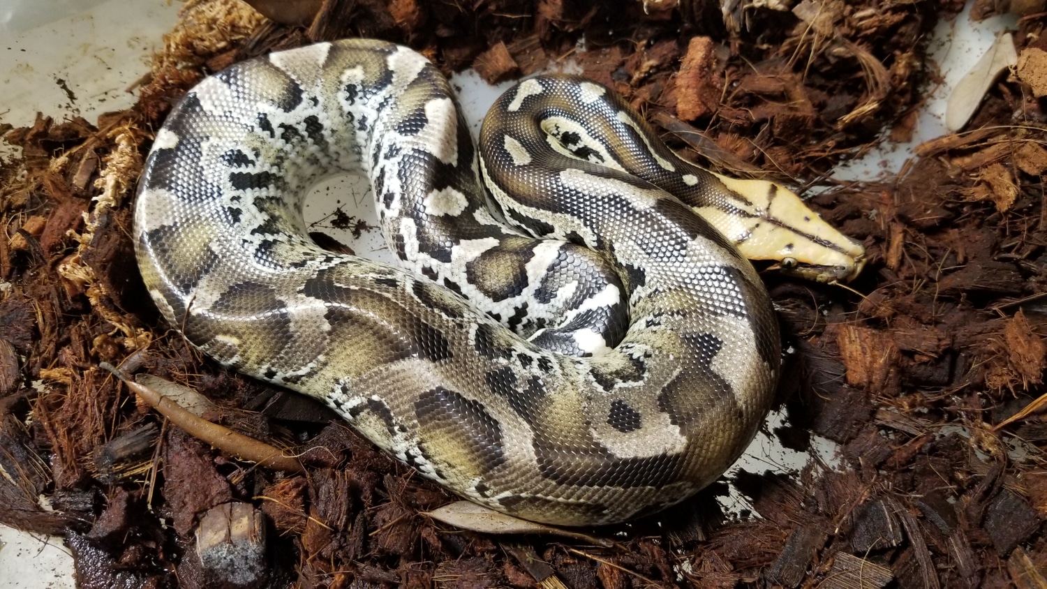 Pumpkin Head Sumatran Short-tailed Python by Bio Boutique - MorphMarket