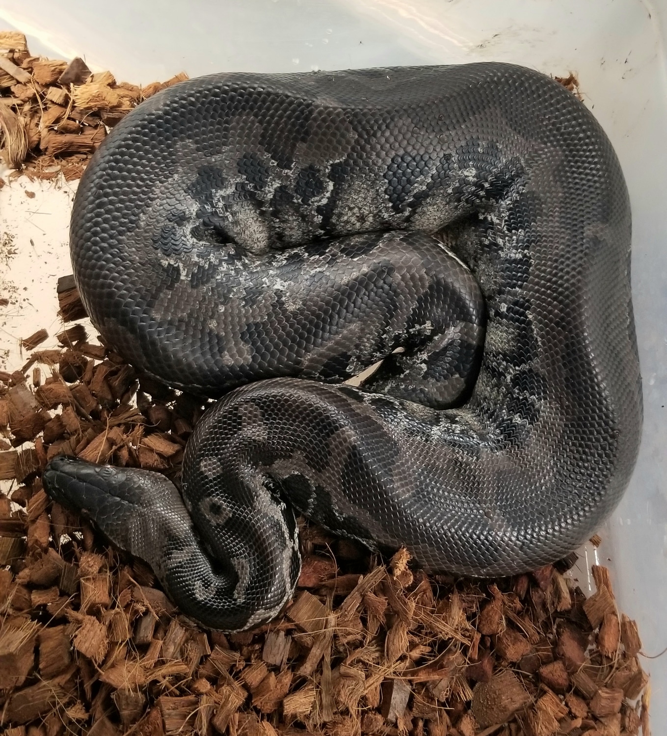 Black Head Sumatran Short-tailed Python by Bio Boutique - MorphMarket