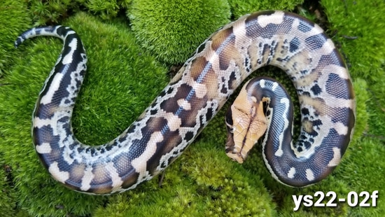 Pumpkin Head Sumatran Short Tail Pythons Sumatran Short-Tailed Python ...