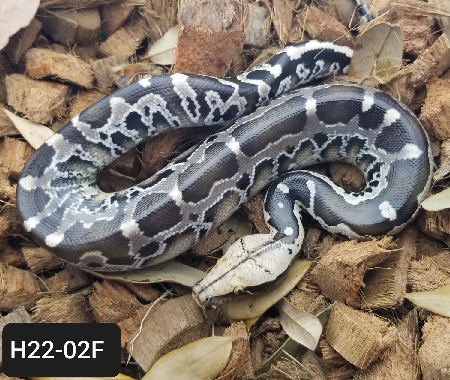 Standout Chrome Sumatran Short-tailed Python by Bio Boutique - MorphMarket