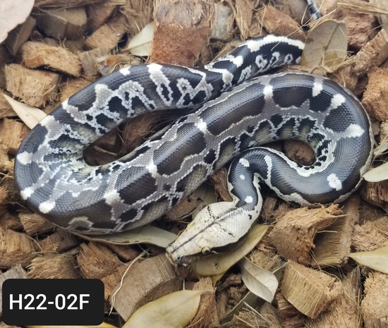 Standout Chrome Sumatran Short Tail Python Sumatran Short-Tailed Python ...