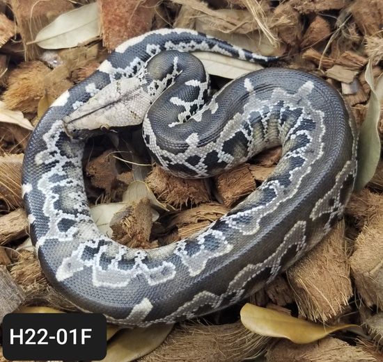 Chrome Sumatran Short Tail Python Sumatran Short-Tailed Python by Bio ...