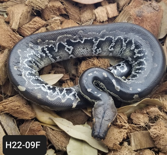 Black Sumatran Short Tail Python Sumatran Short-Tailed Python by Bio ...
