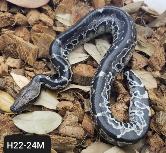 Black Sumatran Short Tail Python Sumatran Short-Tailed Python by Bio ...