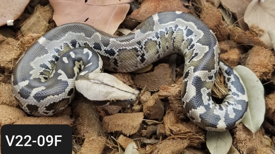 Standout Chrome Sumatran Short Tail Python Sumatran Short-Tailed Python ...