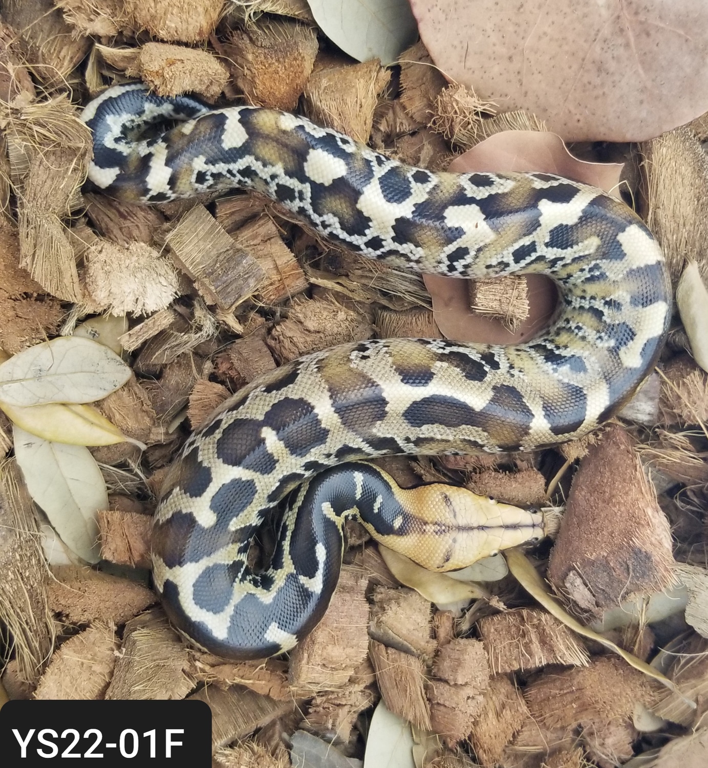 Pumpkin Head Sumatran Short-Tailed Python by Bio Boutique - MorphMarket