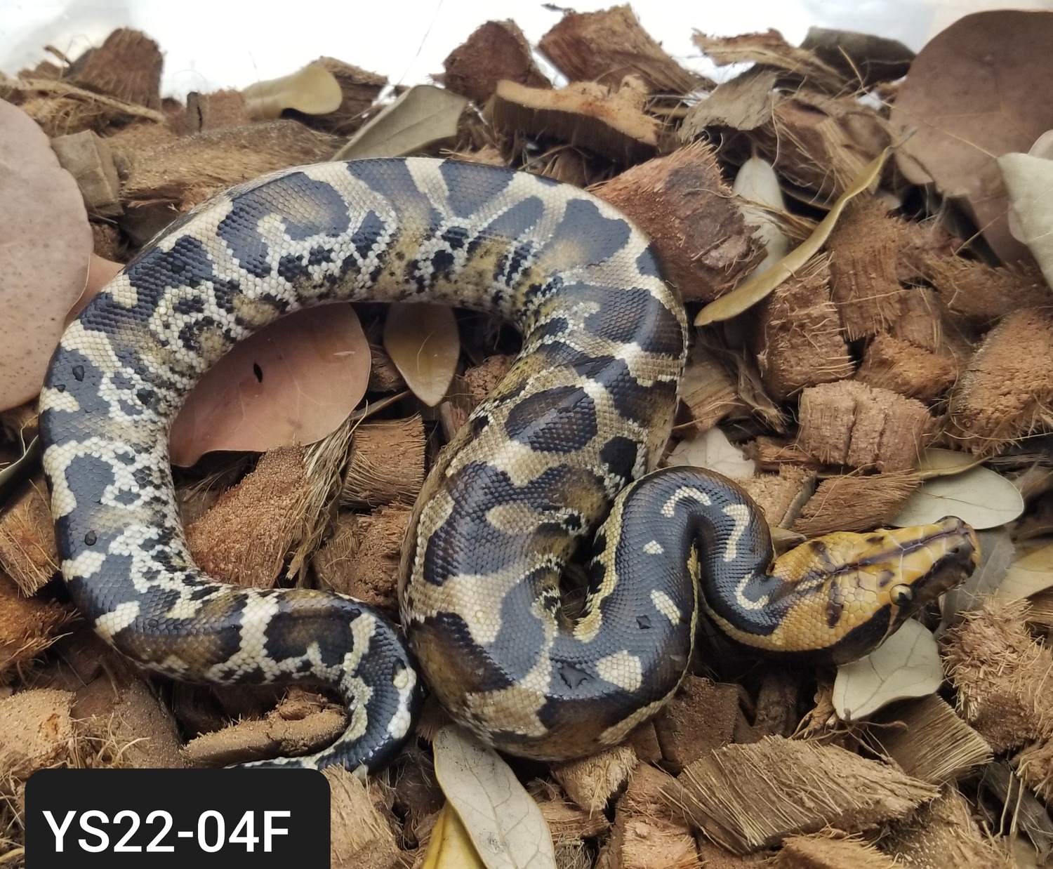 Pumpkin Head Sumatran Short-tailed Python by Bio Boutique - MorphMarket