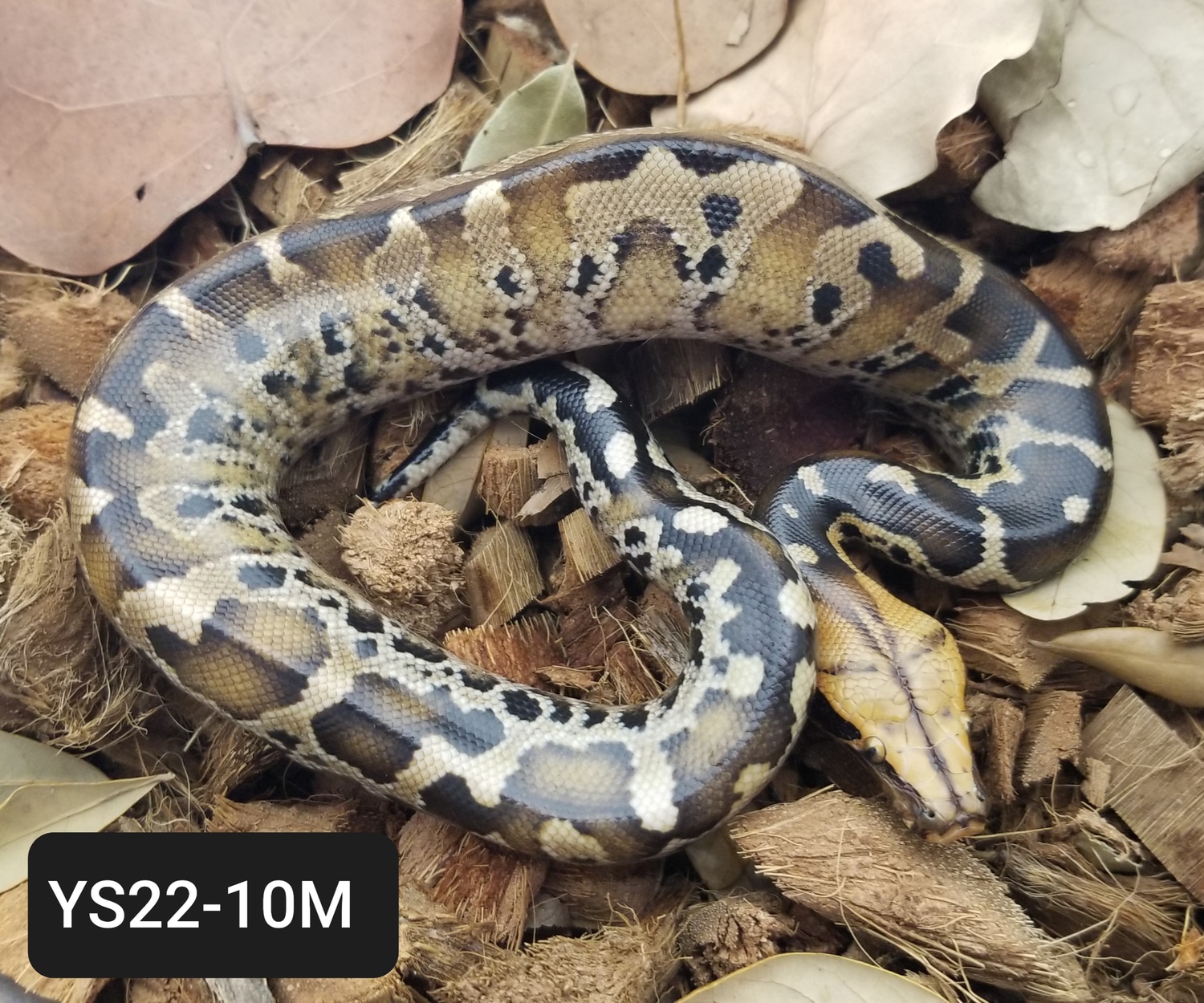 Pumpkin Head Sumatran Short-tailed Python by Bio Boutique - MorphMarket
