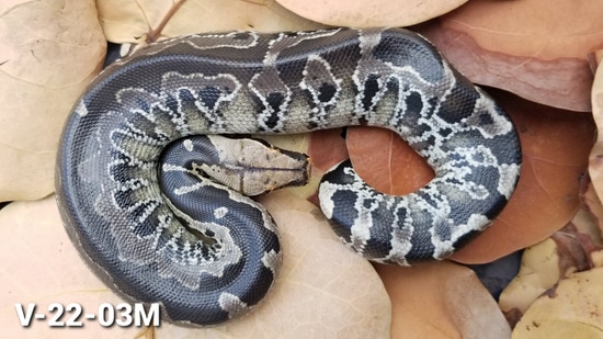 Chrome Sumatran Short Tail Python Sumatran Short-Tailed Python by Bio ...