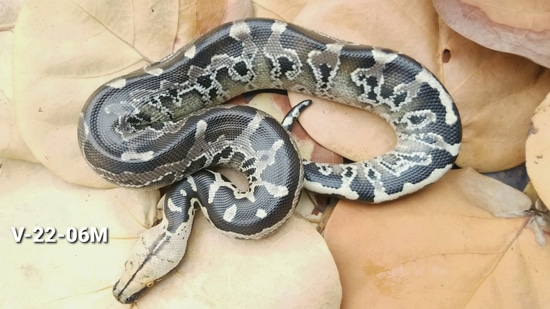 Chrome Sumatran Short Tail Python Sumatran Short-Tailed Python by Bio ...