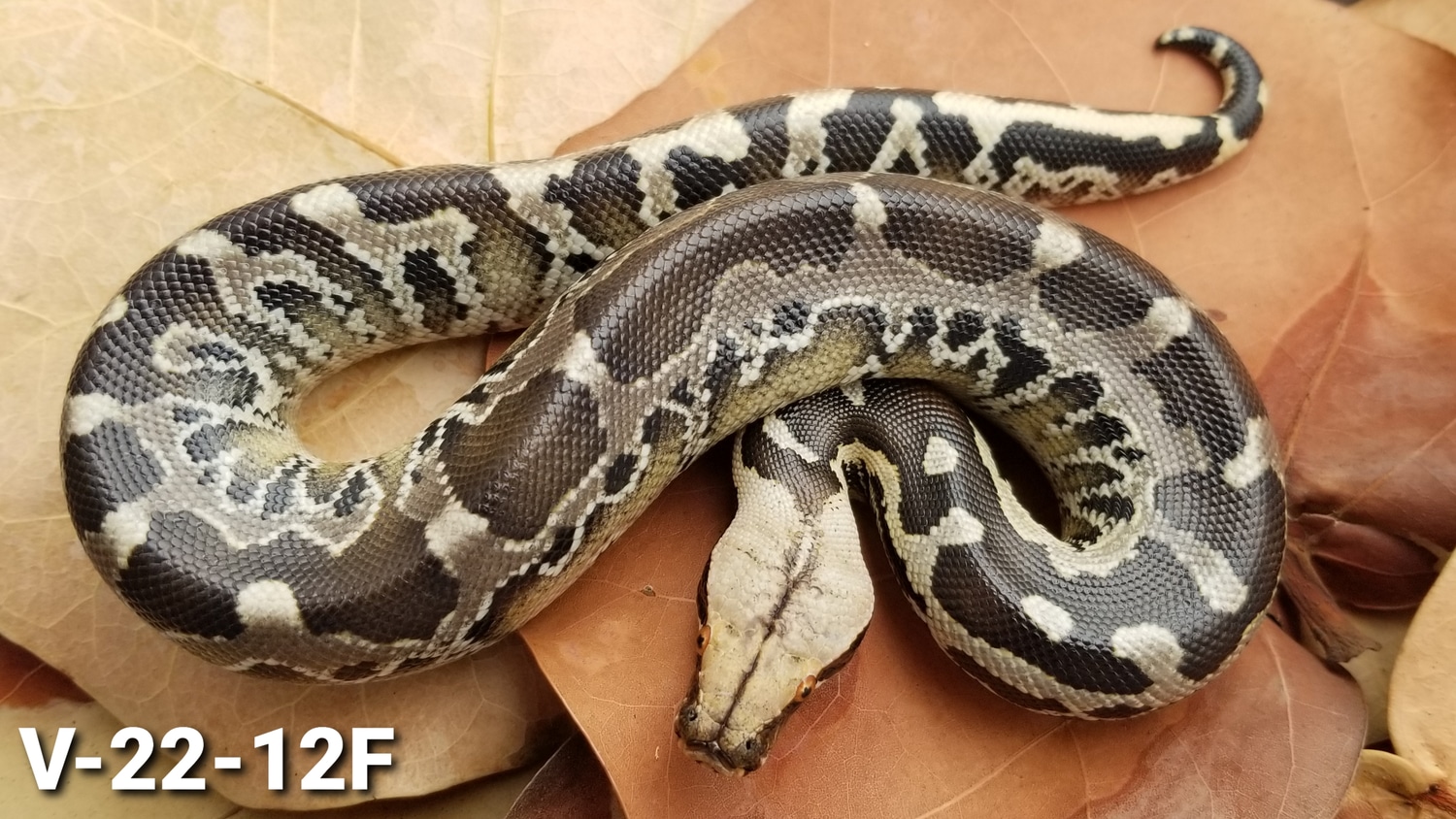 Chrome Sumatran Short-tailed Python by Bio Boutique - MorphMarket