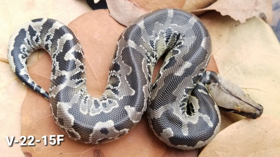Chrome Sumatran Short Tail Python Sumatran Short-Tailed Python by Bio ...