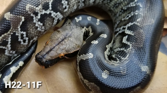 Black Sumatran Short Tail Python Sumatran Short-Tailed Python by Bio ...