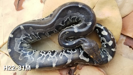 Black Sumatran Short Tail Python Sumatran Short-Tailed Python by Bio ...