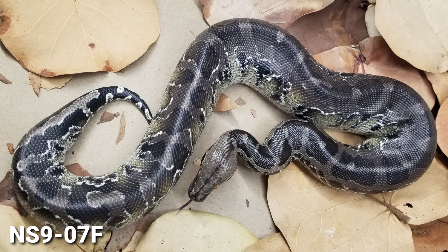 Dark Chrome Sumatran Short-tailed Python by Bio Boutique - MorphMarket