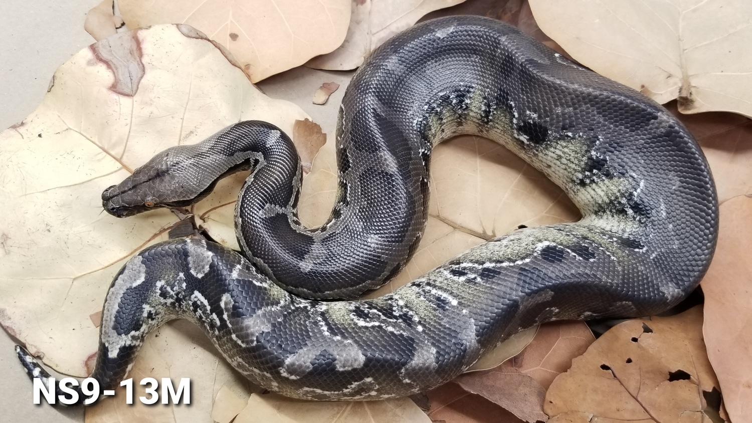 Dark Chrome Sumatran Short-tailed Python by Bio Boutique - MorphMarket