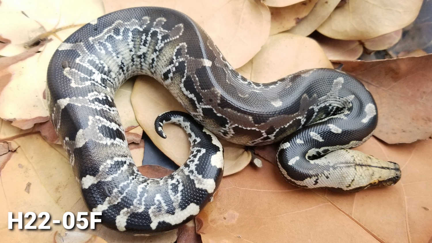 Chrome Sumatran Short-tailed Python by Bio Boutique - MorphMarket