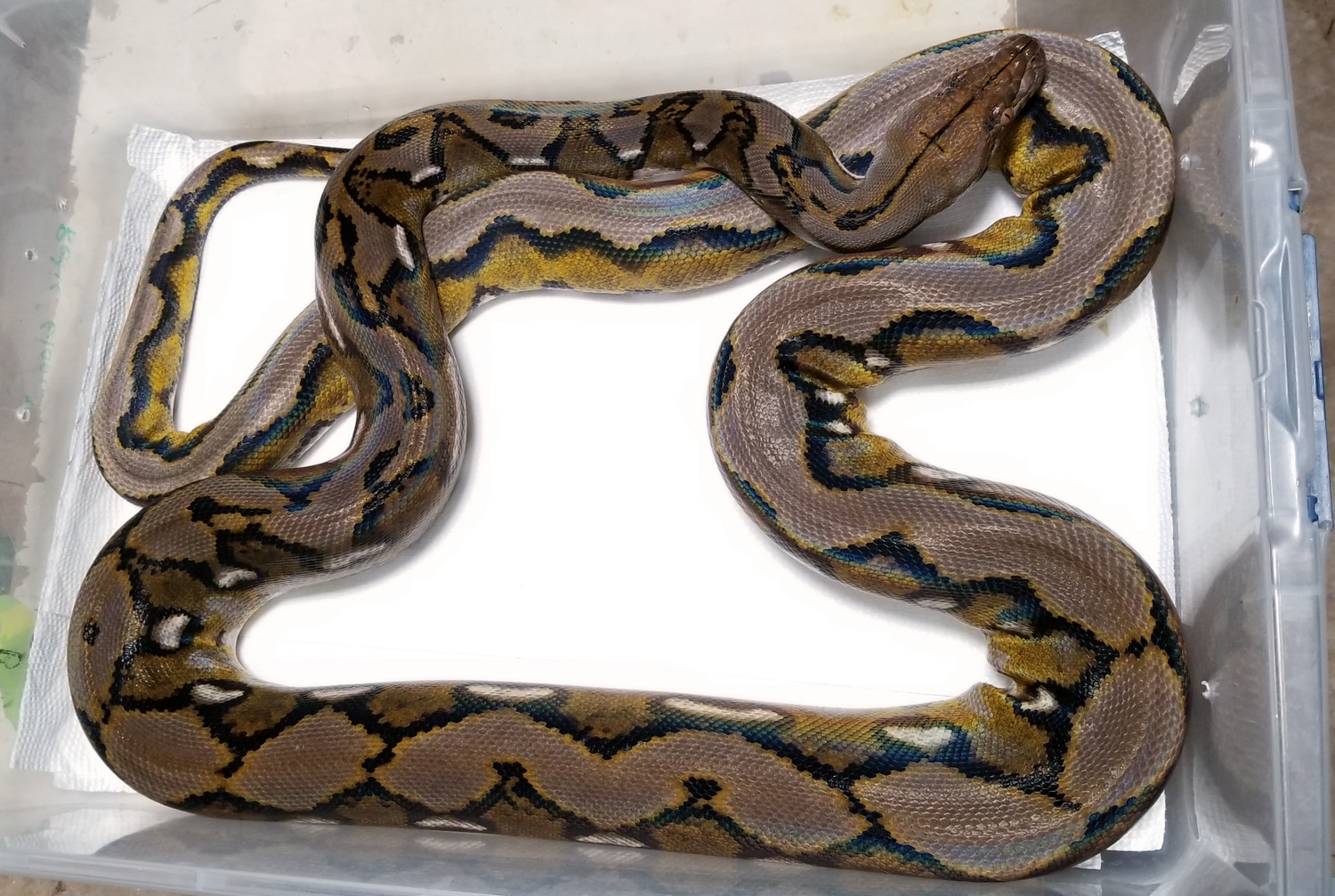 Sunfire Tiger Reticulated Python by Bio Boutique - MorphMarket