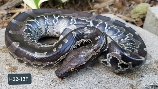 Black Sumatran Short Tail Python Sumatran Short-Tailed Python by Bio ...