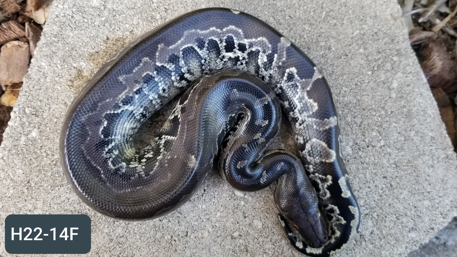 Black Sumatran Short-tailed Python by Bio Boutique - MorphMarket