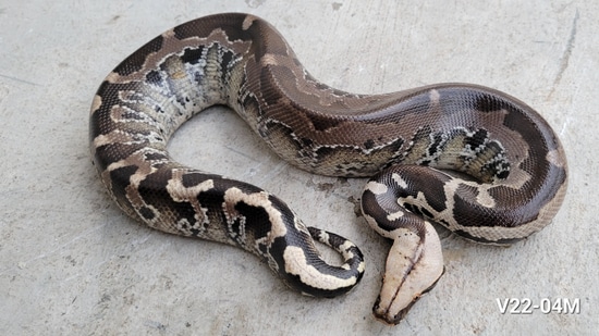 Chrome Sumatran Short Tail Python Sumatran Short-Tailed Python by Bio ...