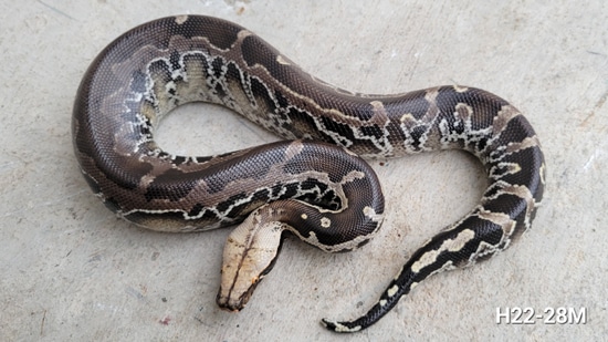 Chrome Sumatran Short Tail Python Sumatran Short-Tailed Python by Bio ...