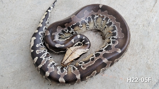 Chrome Sumatran Short Tail Python Sumatran Short-Tailed Python by Bio ...