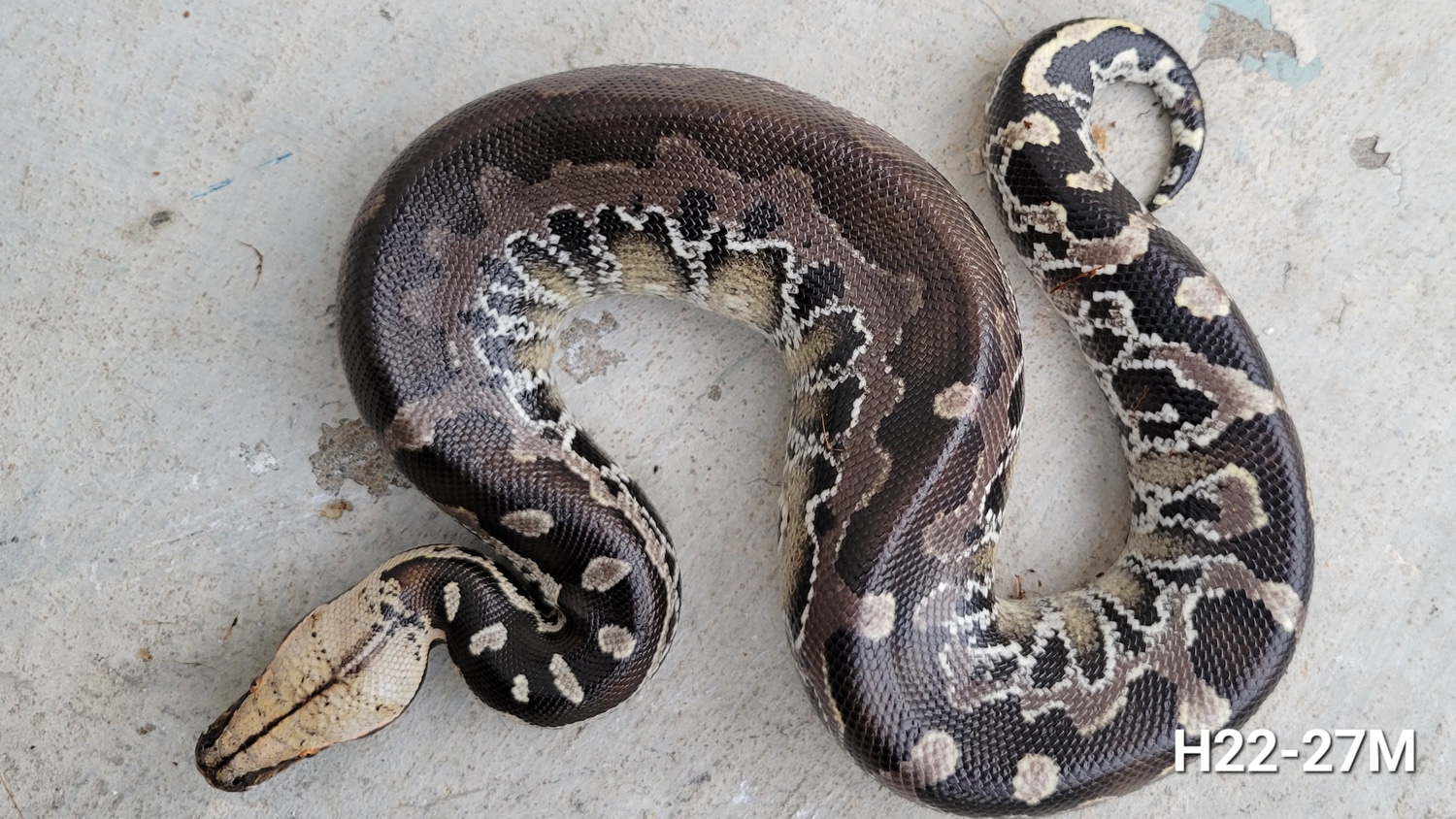 Chrome Sumatran Short-Tailed Python by Bio Boutique - MorphMarket