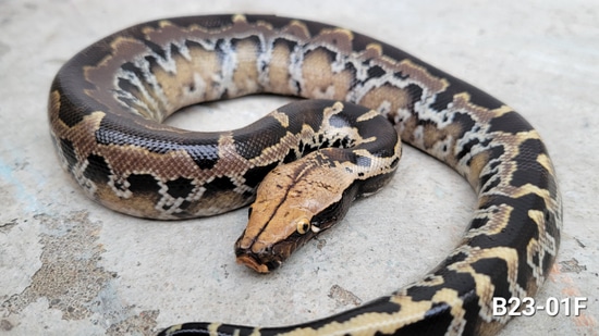 Chrome Dome Sumatran Short-Tailed Python by Bio Boutique