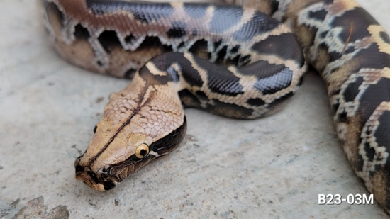 Chrome Dome Sumatran Short-Tailed Python by Bio Boutique