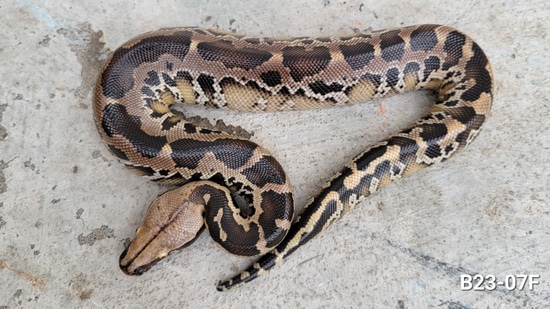 Chrome Dome Sumatran Short-Tailed Python by Bio Boutique