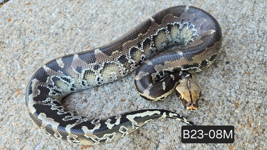 Chrome Dome Sumatran Short-Tailed Python by Bio Boutique