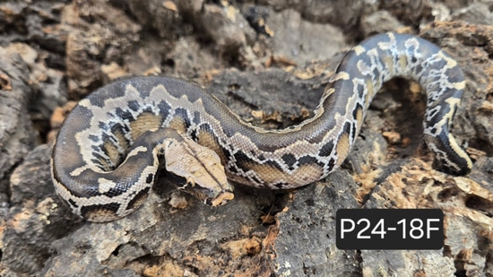 Pos Light Chrome Sumatran Short Tail Sumatran Short-Tailed Python by ...