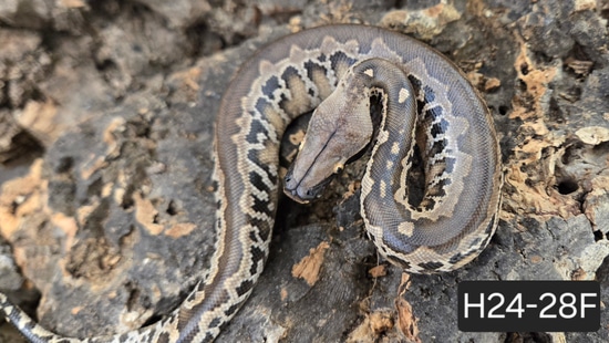 Gunmetal Sumatran Short Tail Sumatran Short-Tailed Python by Bio Boutique