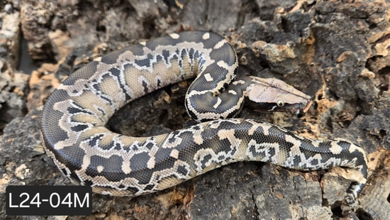 Chrome Sumatran Short Tail Sumatran Short-Tailed Python by Bio Boutique