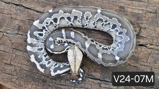 Light Chrome Sumatran Short-Tailed Python by Bio Boutique