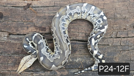 Light Chrome Sumatran Short-Tailed Python by Bio Boutique