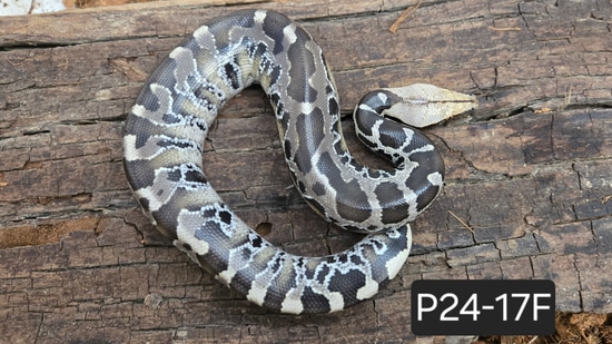 Chrome Dome Sumatran Short-Tailed Python by Bio Boutique