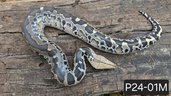 Chrome Dome Sumatran Short-Tailed Python by Bio Boutique