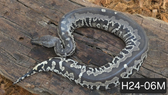 Gunmetal Sumatran Short-Tailed Python by Bio Boutique