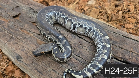 Black Head Sumatran Short-Tailed Python by Bio Boutique