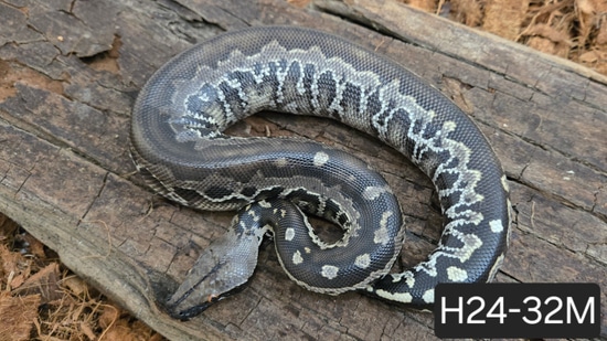 Gunmetal Sumatran Short-Tailed Python by Bio Boutique