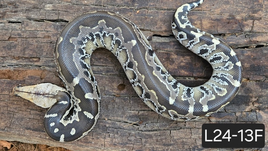 Chrome Dome Sumatran Short-Tailed Python by Bio Boutique